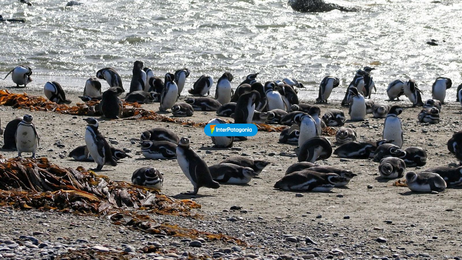 Una aventura de 4 días en Punta Arenas